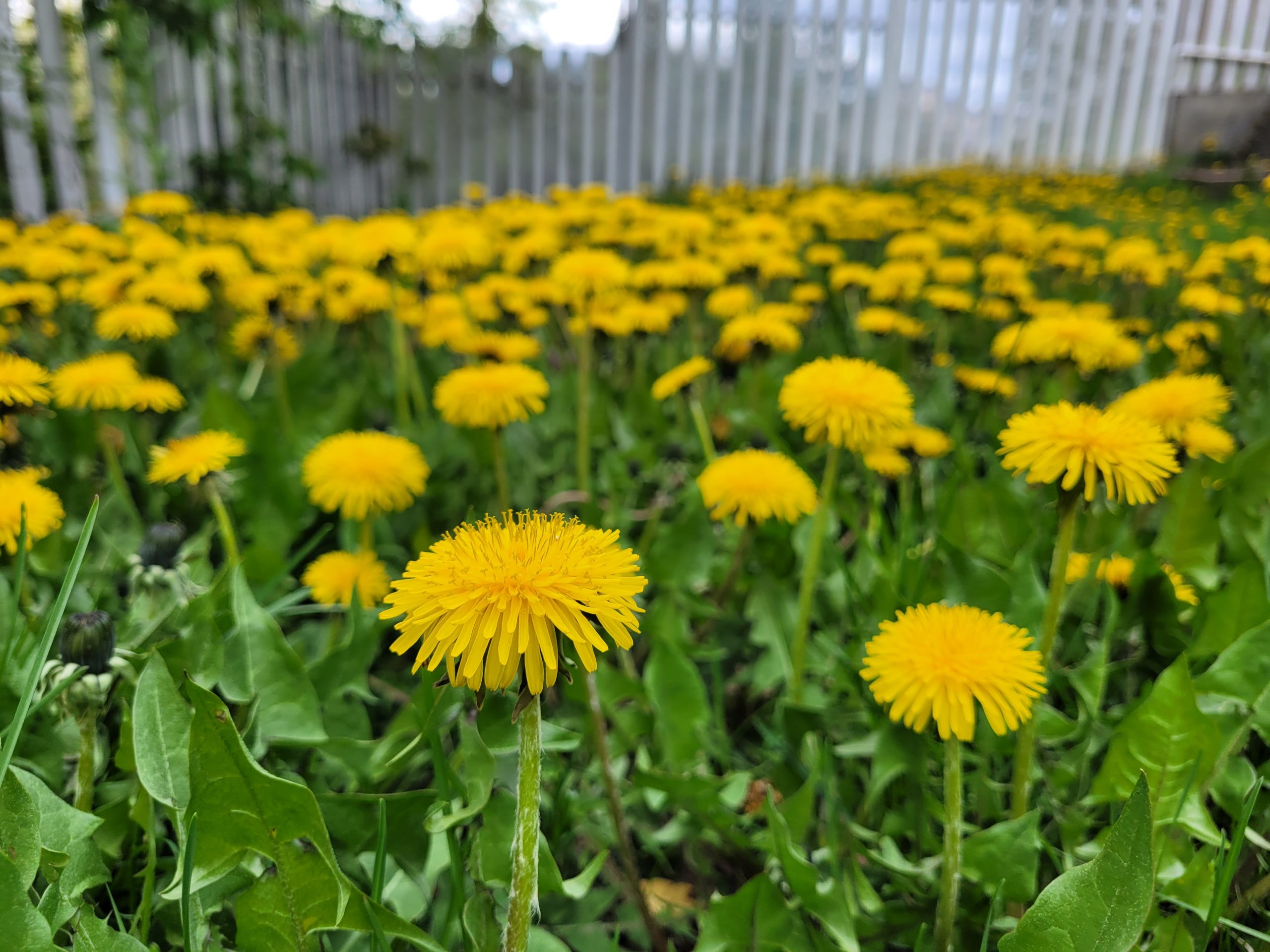 A bit more about gut bugs and their (friendly) demands - Daniela Ginta ...