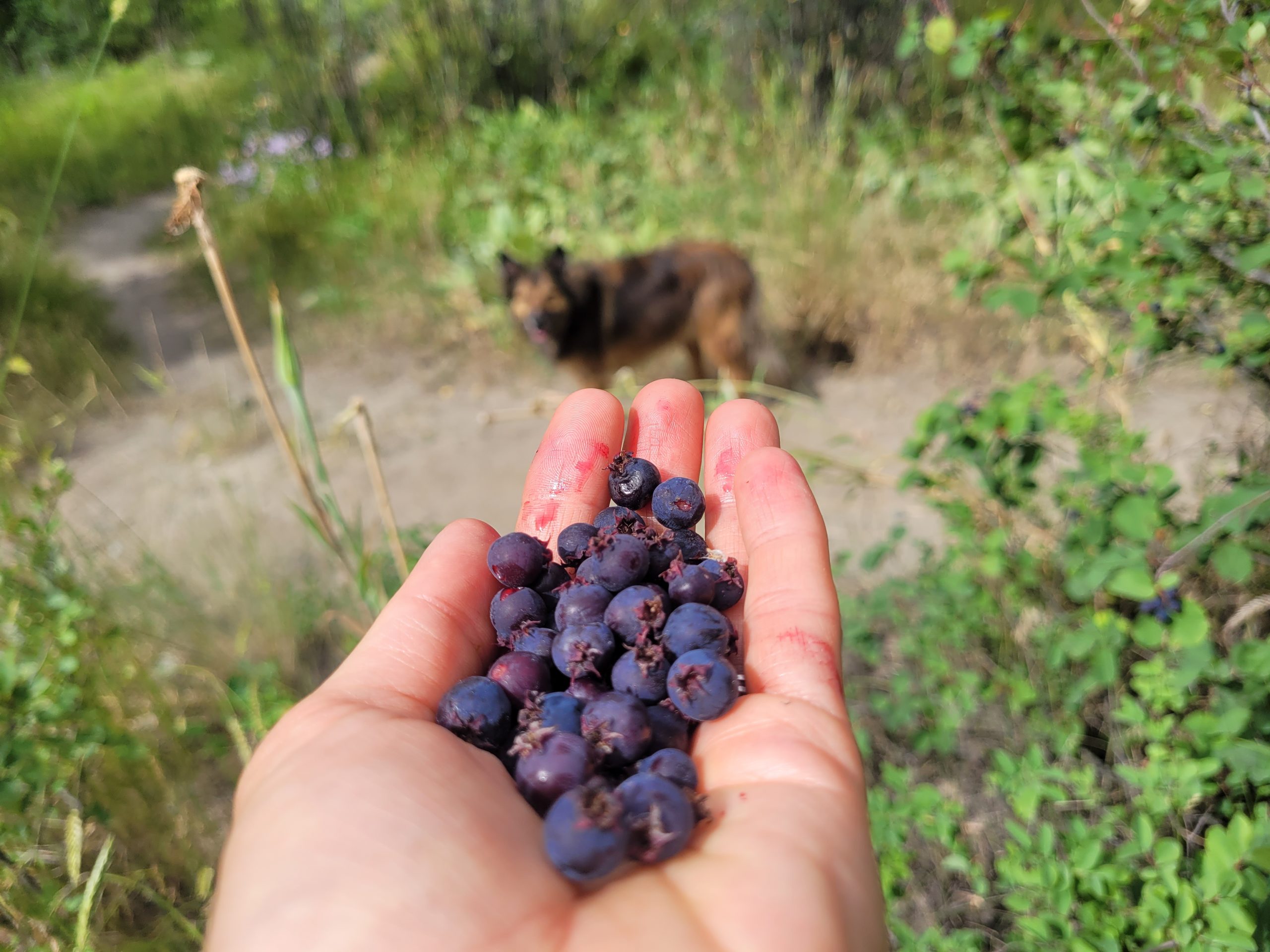 Improve your gut with berries and fermented foods - Daniela Ginta, MSc ...